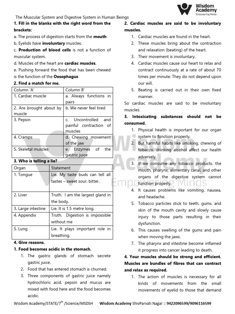 MH STD 7 CH 12 The Muscular System and Digestive System in Human Beings | PDF | Digestion | Stomach