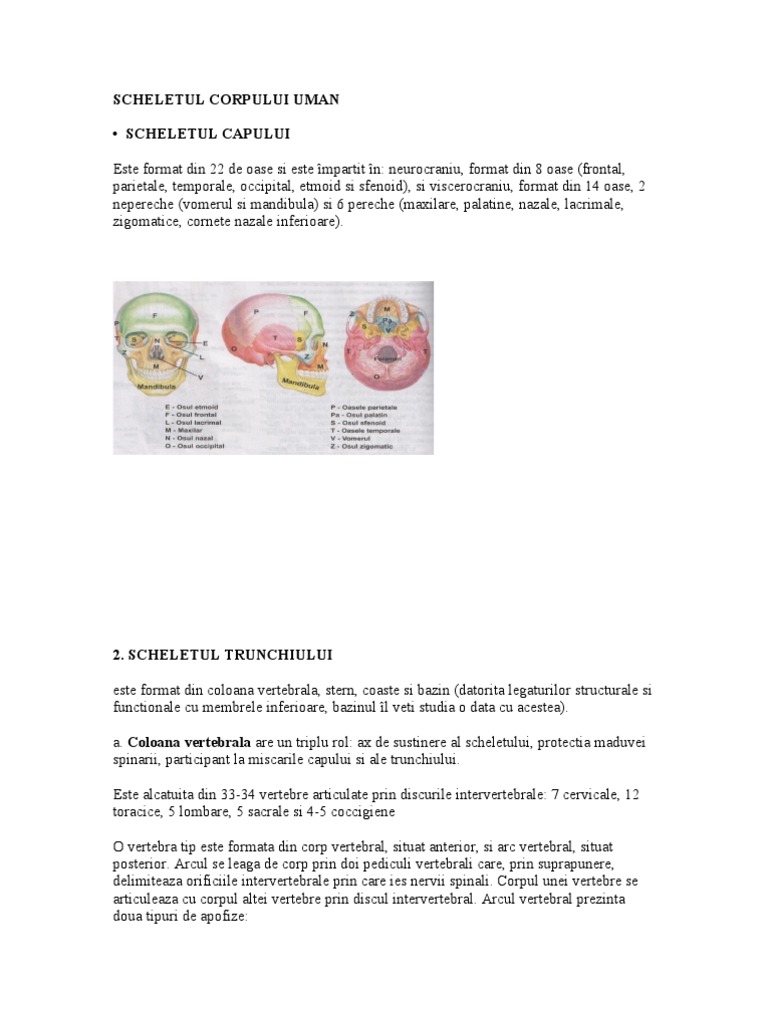 Scheletul Corpului Uman | PDF