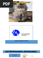 RX de Pie | PDF | Pie | Extremidades (anatomía)