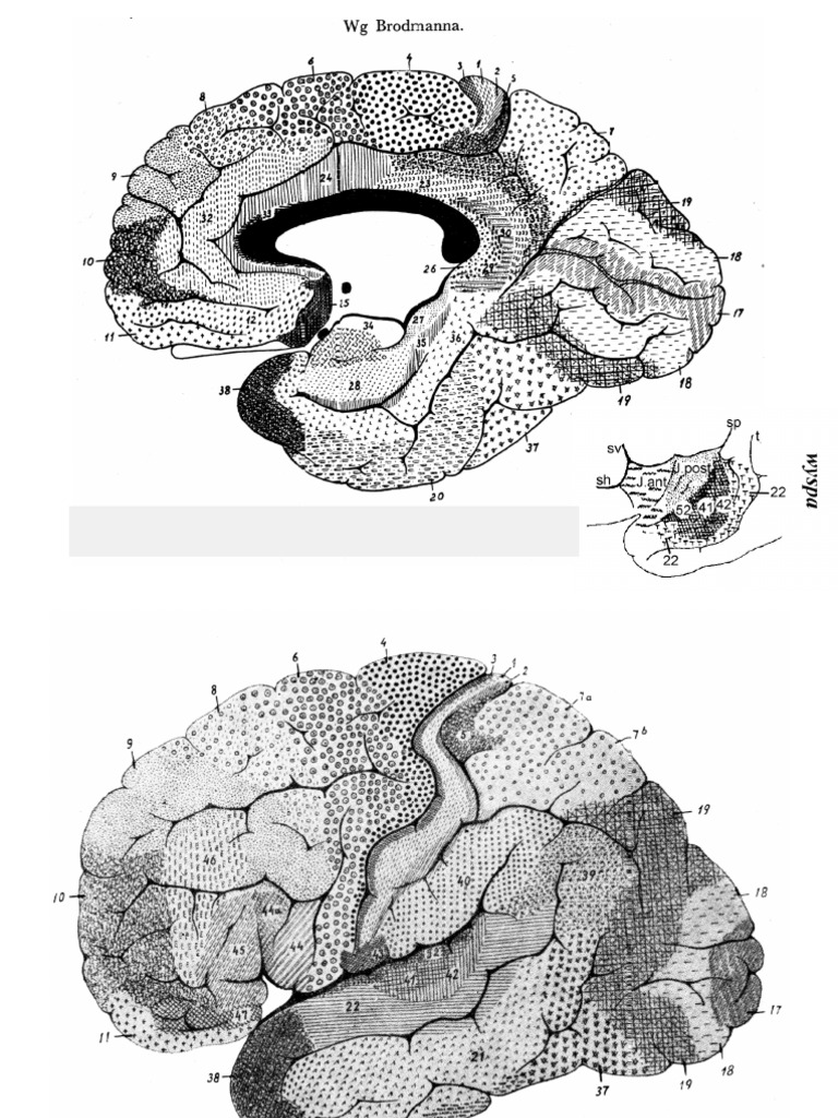 Brodmann | PDF