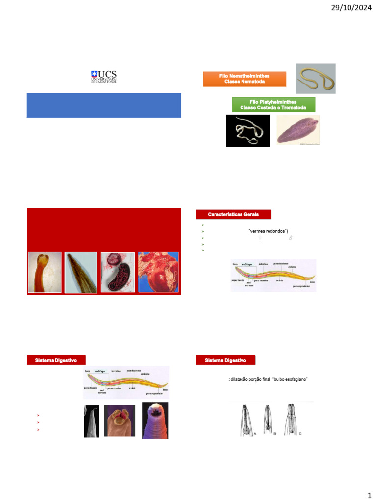 Aula 9 - Classe Nematoda - Ordem Rhabditida e Enoplida (4) | PDF ...
