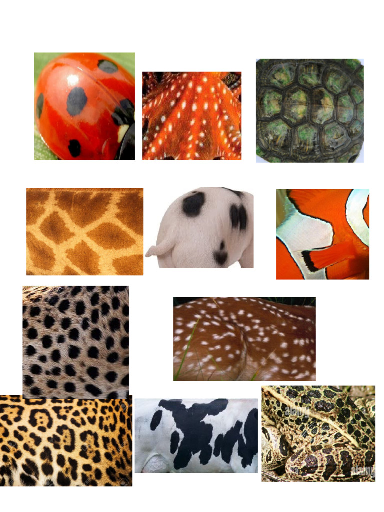Animals Spot | PDF