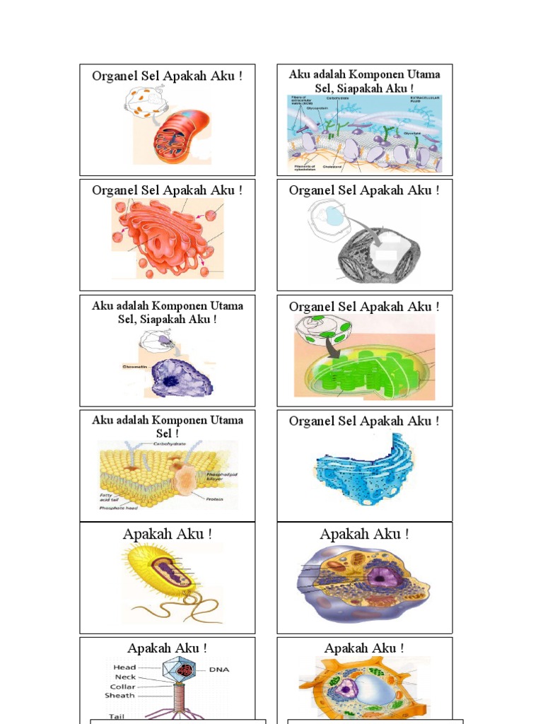 Kartu Soal Organel Sel | PDF