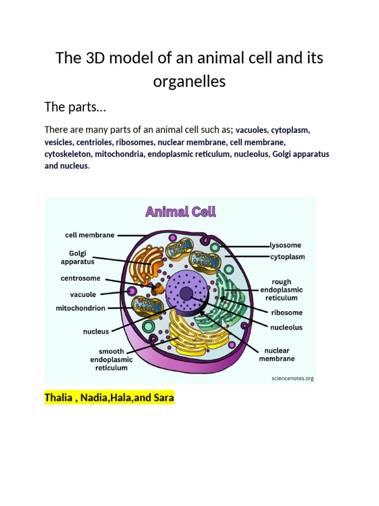 The 3D Model of An Animal Cell and Its Organelles | PDF