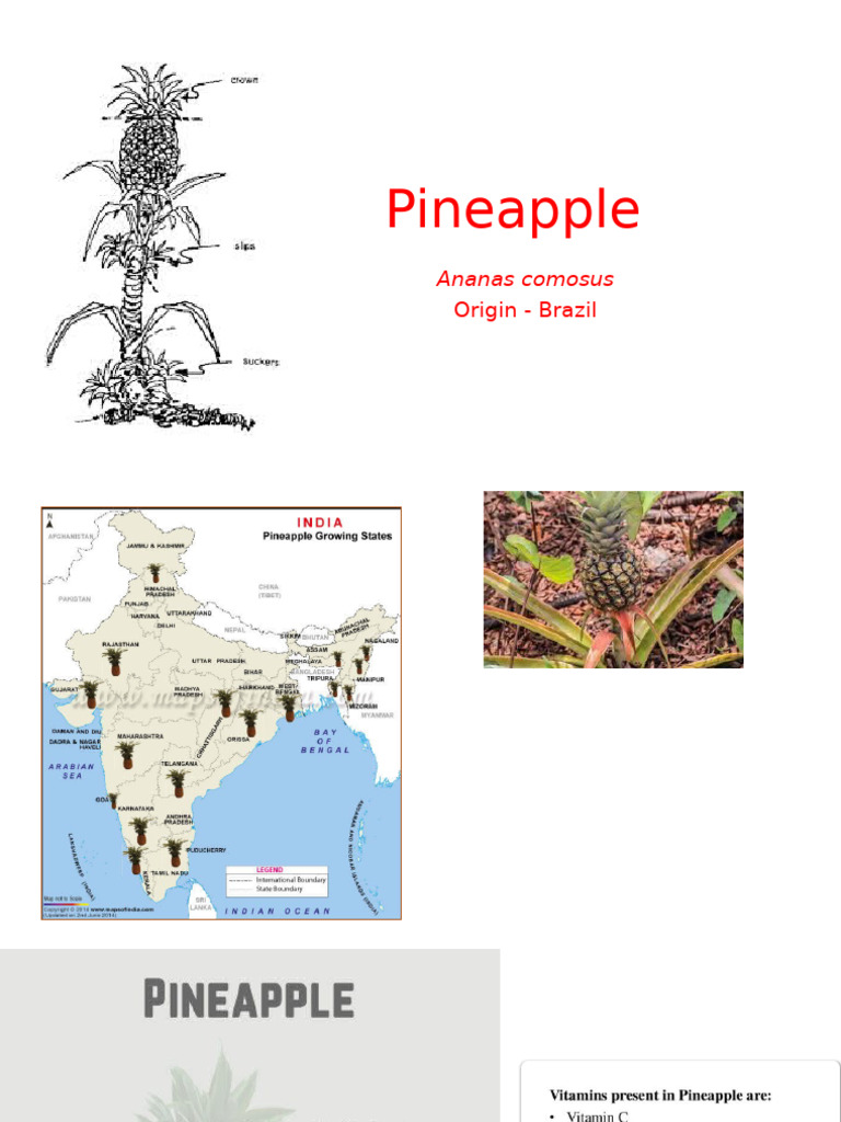 Pineapple Cultivation Guide: Varieties & Care | PDF | Pineapple | Soil