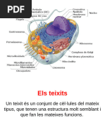 CAFE ANATOMIA Tema 03 Teixit Connectiu (I) | PDF