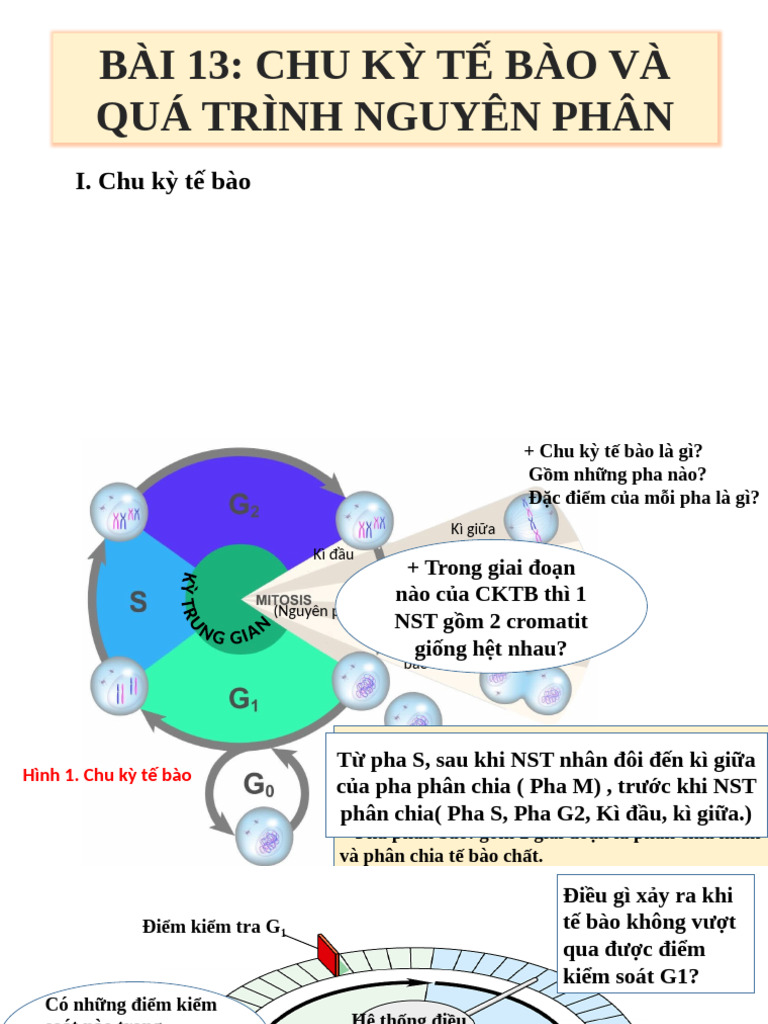 Bai 13 CHU KI TE BAO VA NGUYEN PHAN | PDF