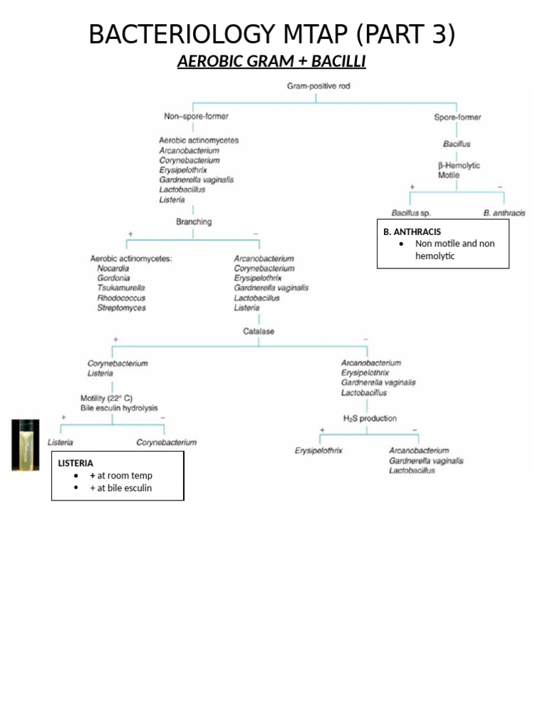 BACTERIOLOGY MTAP (PART 3) | PDF