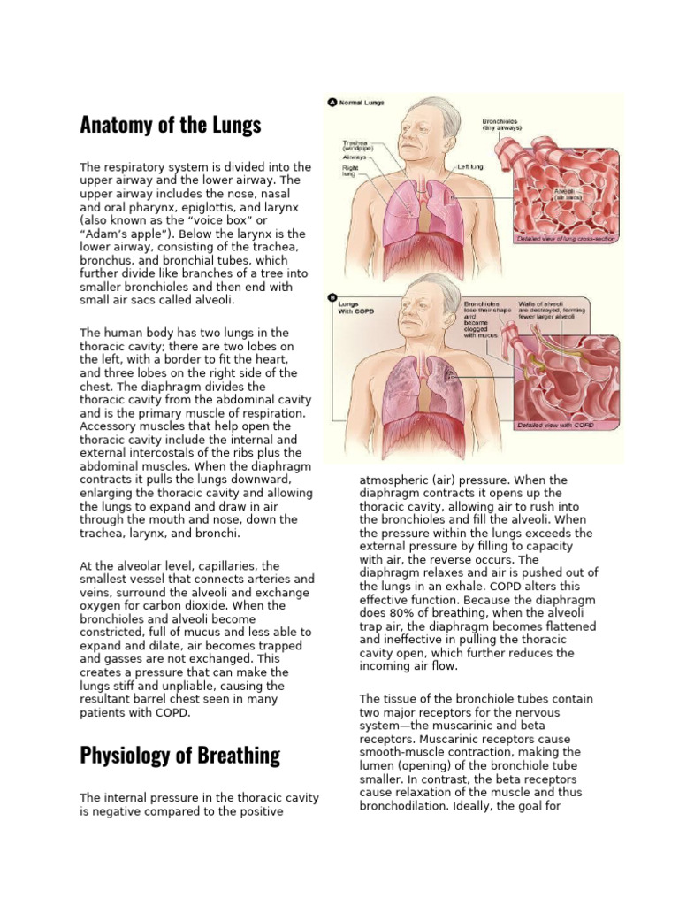Anatomy of the Lungs | PDF | Respiratory Tract | Lung