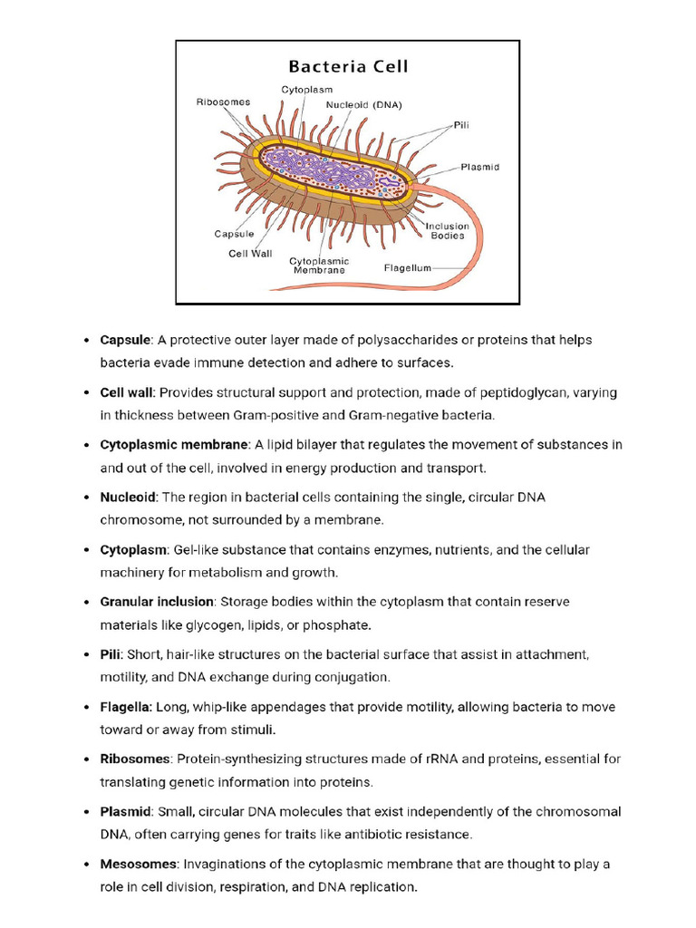 Bacteria Structure | PDF