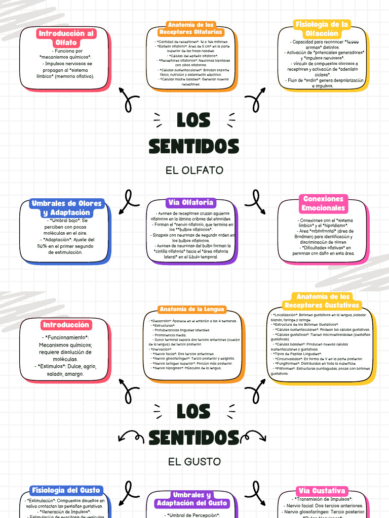 LOS SENTIDOS MAPA | PDF