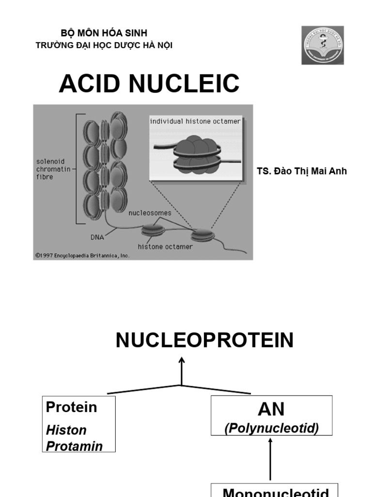 5.acid Nucleic | PDF