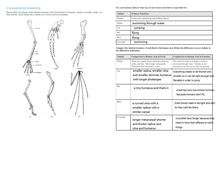 Comparative Anatomy of Animal Limbs | PDF | Arm | Thumb