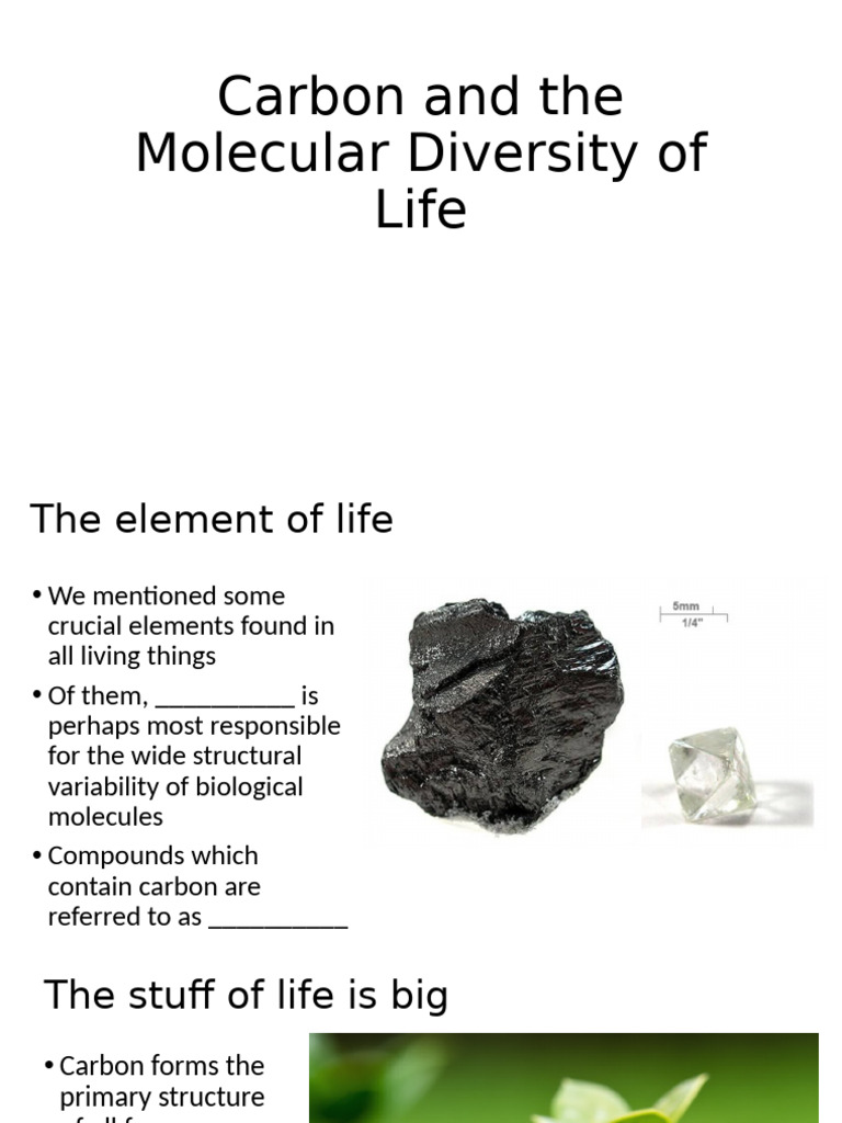 Carbon's Role in Biological Molecules | PDF | Carbohydrates | Nucleic Acids