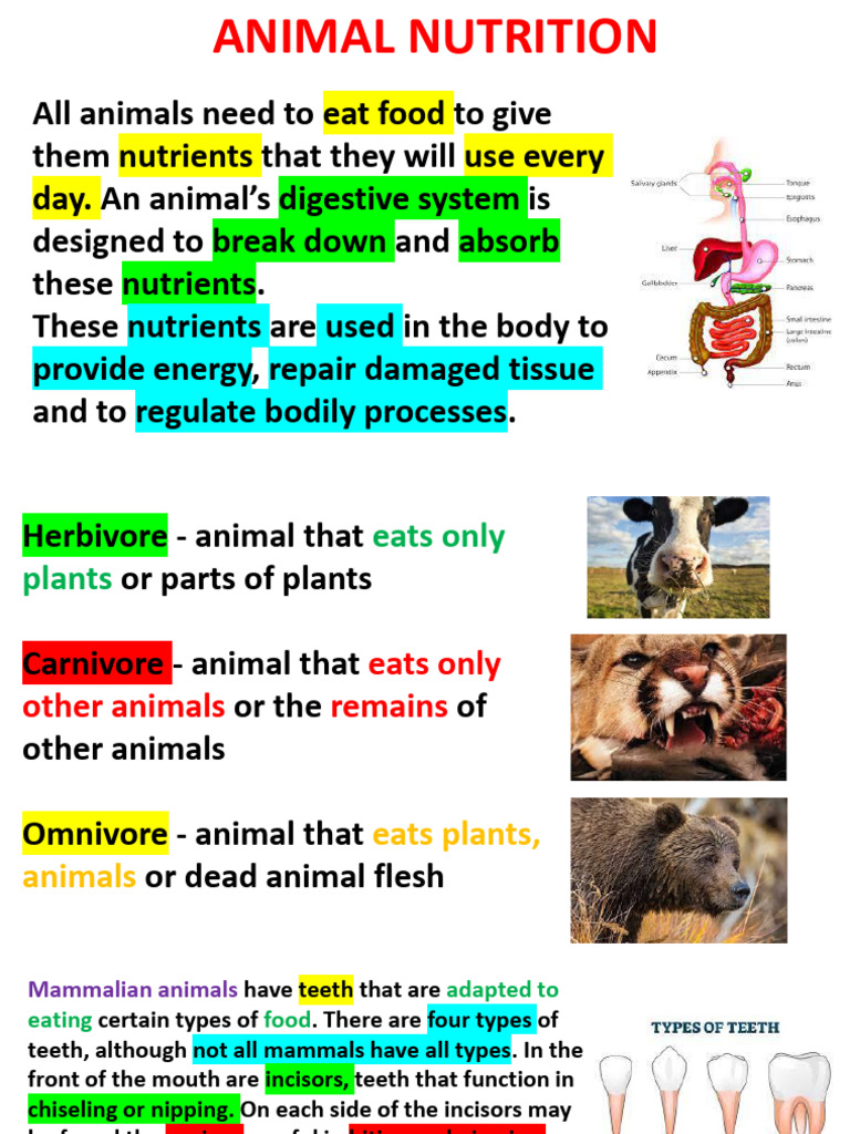 Types of teeth | PDF