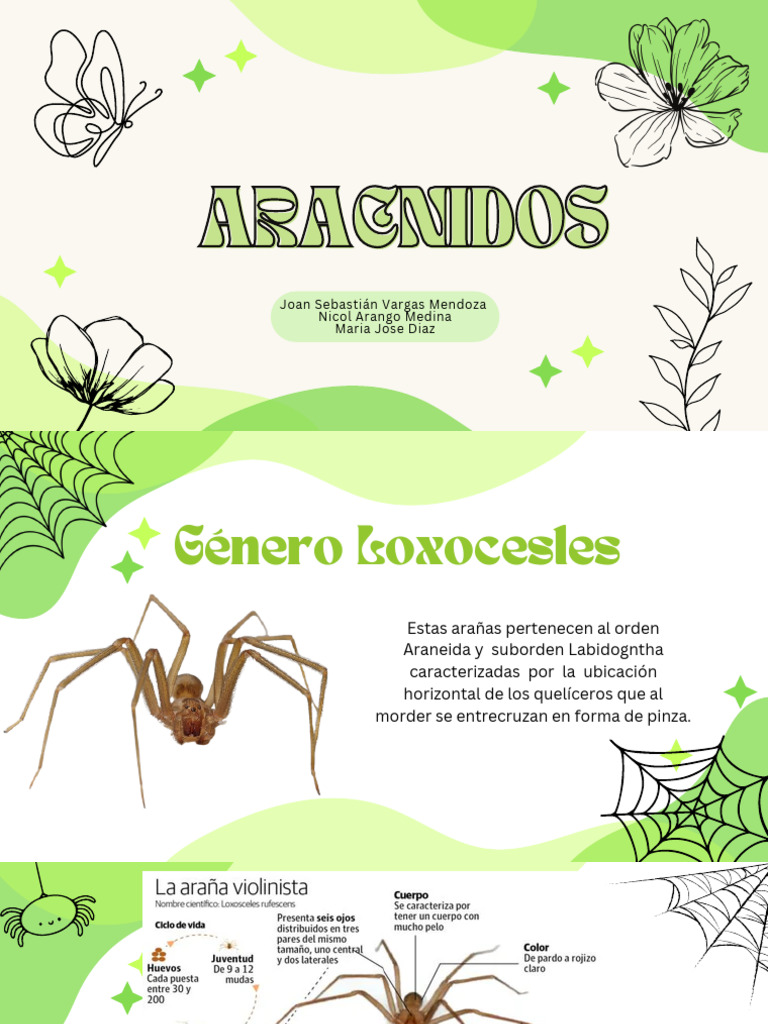ARAÑAS | PDF | Medicina CLINICA | Especialidades Medicas