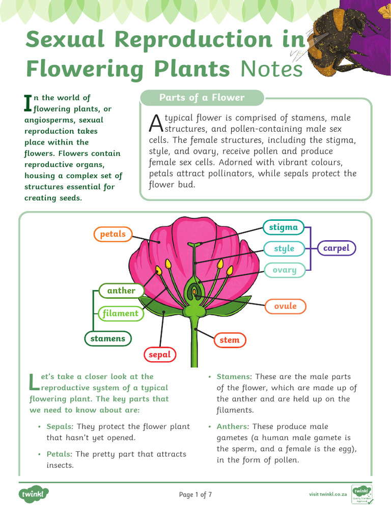 Za NST 1710229158 Sexual Reproduction in Flowering Plants Notes | PDF ...