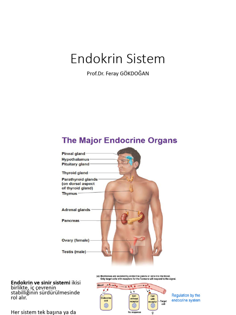Endokrin 1.slayt | PDF