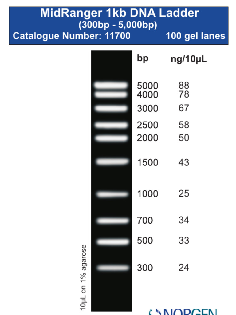 MidRanger 1kb DNA Ladder | PDF | Agarose Gel Electrophoresis | Gel Electrophoresis