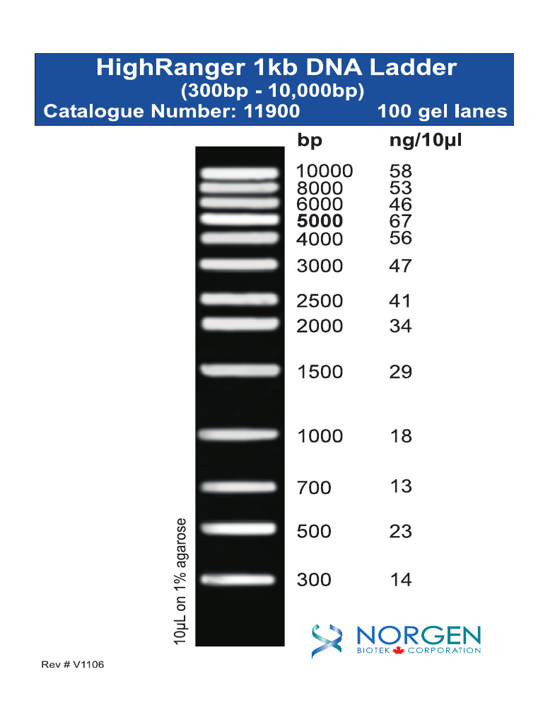 HighRanger 1kb DNA Ladder | PDF