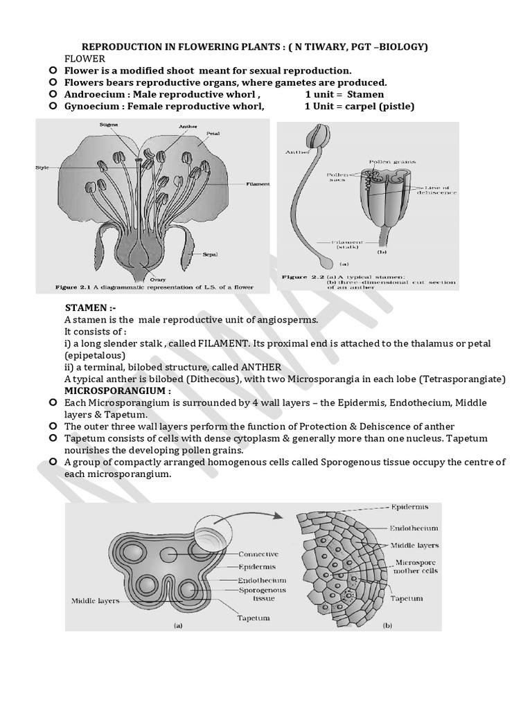 Ch 2 Sex Reproduction In Flowering Plants Pdf Seed Flowers