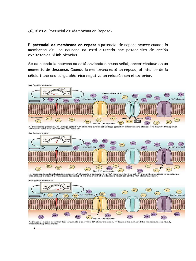 Potencial de Membrana en Reposo Neuronal | PDF | Neurona | Potencial de ...