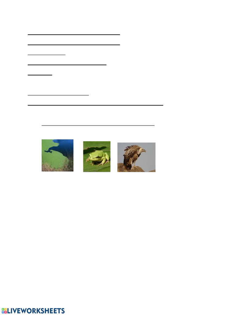 Food Webs & Chains Classwork Quiz | PDF