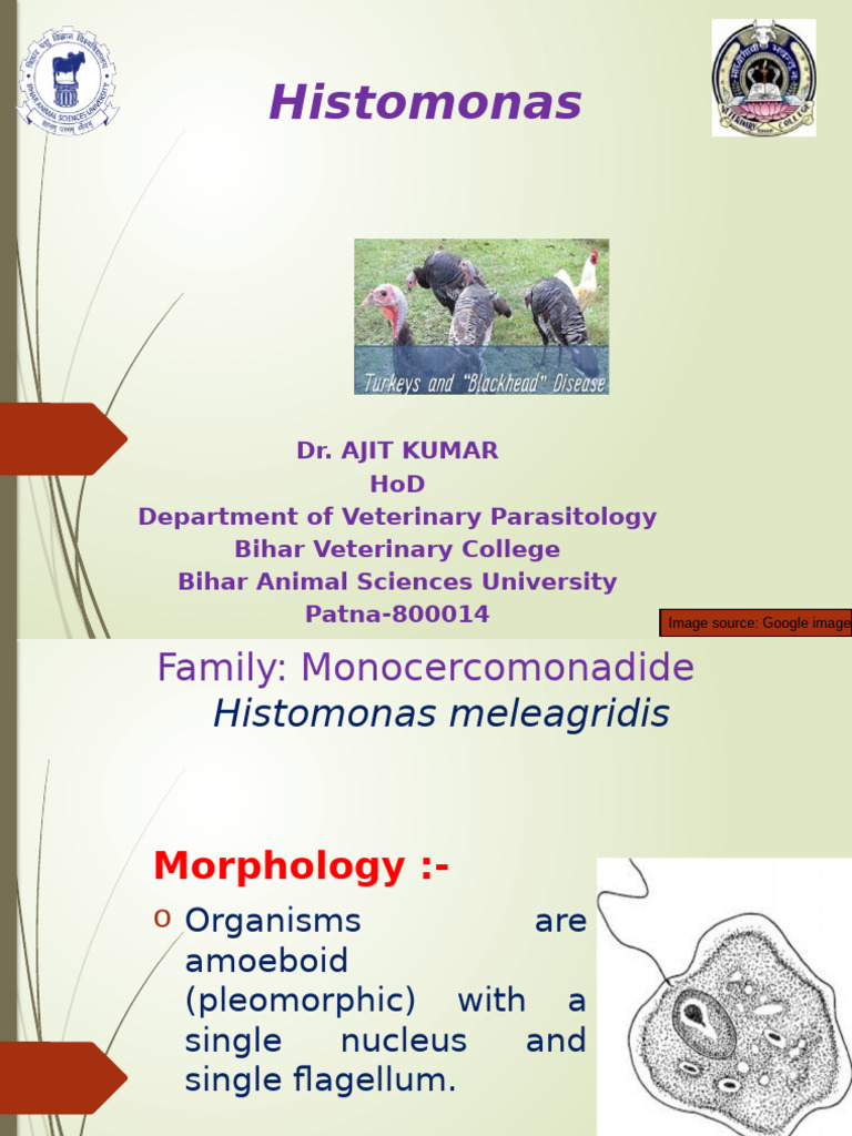 Histomonas | PDF | Parasitology | Microbiology