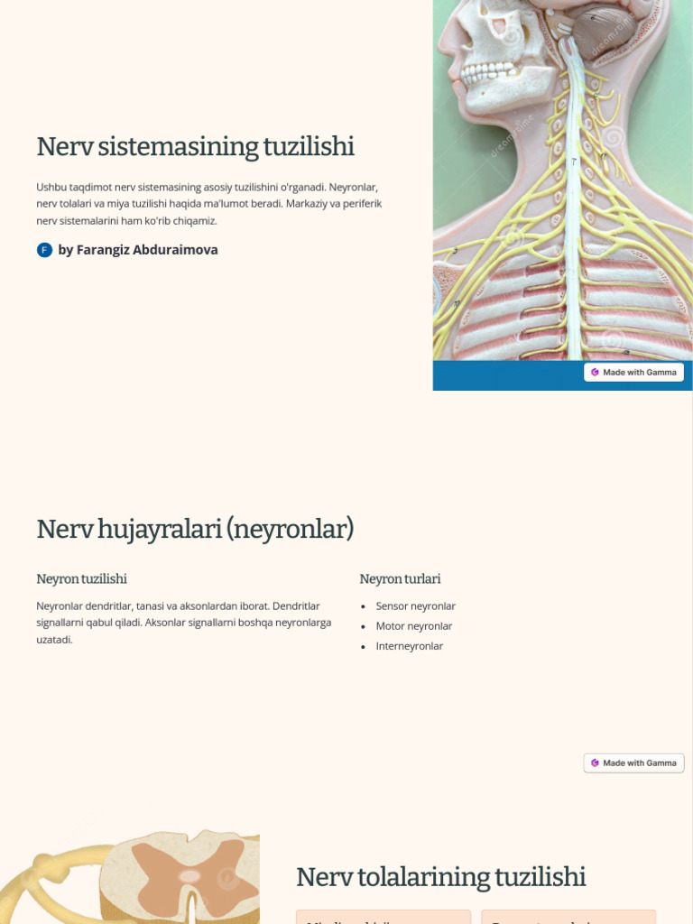 Nerv Sistemasining Tuzilishi | PDF