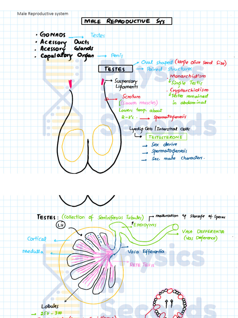 Human Reproduction & Anatomy Overview | PDF