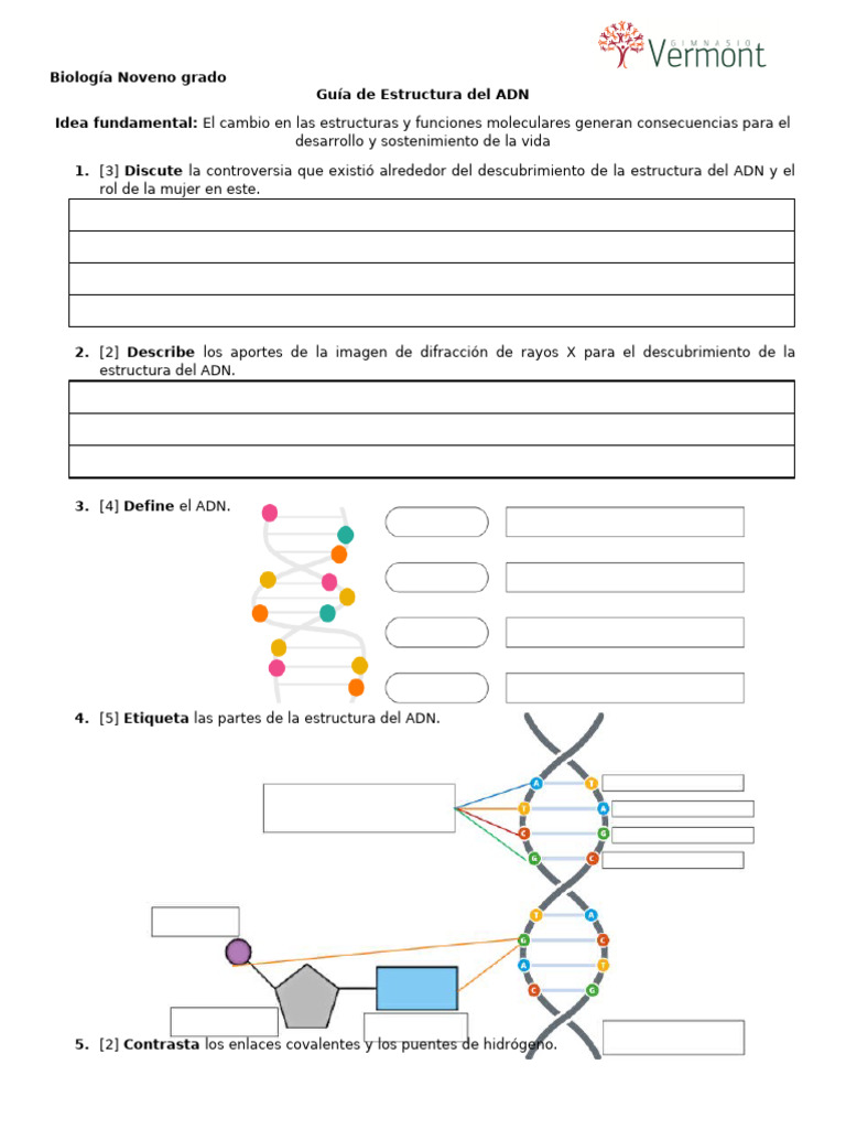 GuÃ A Estructura Del ADN | PDF