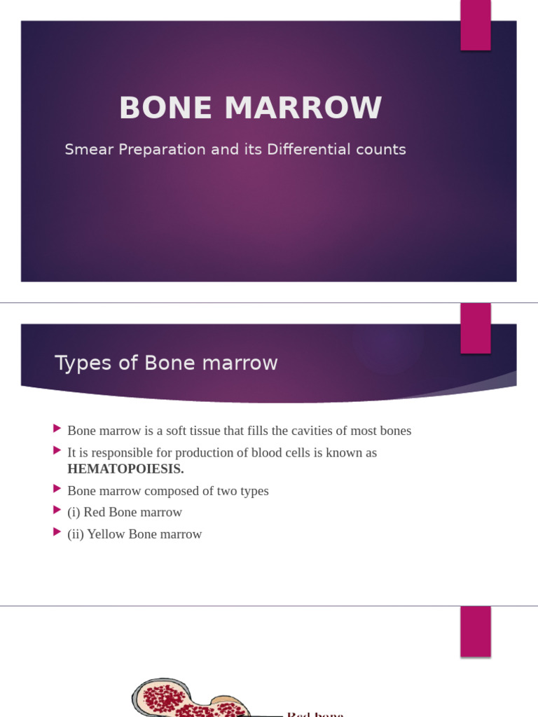 Lecture-6 Bone Marrow MLT-403 - Practical | PDF | Bone Marrow ...