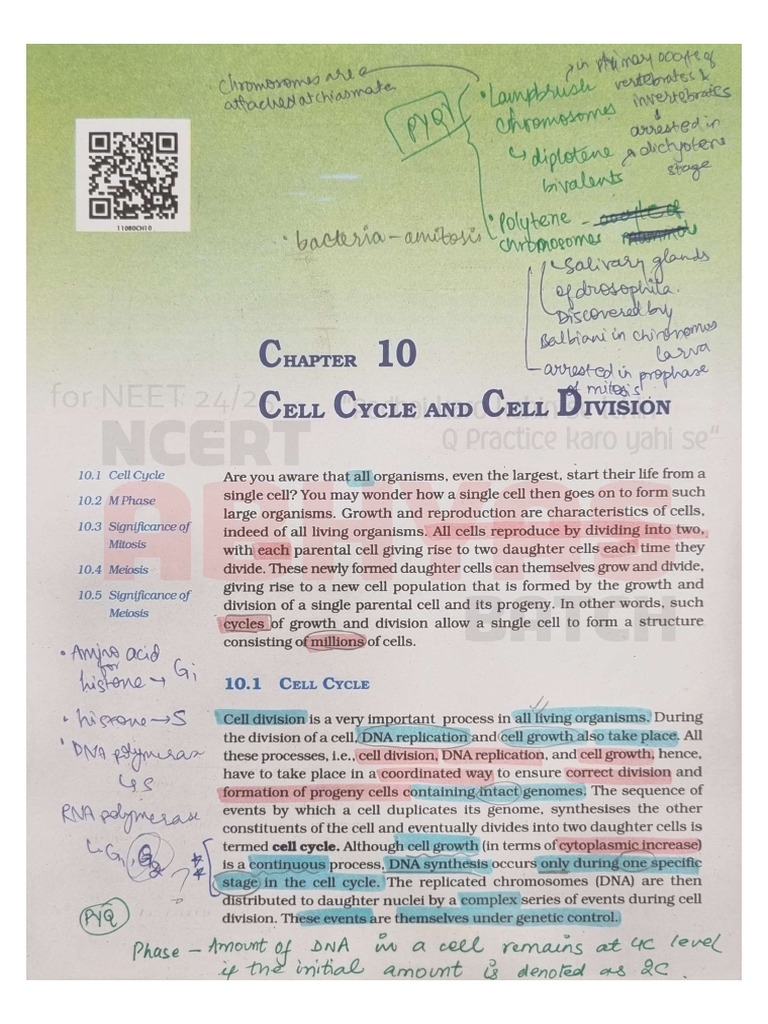 Cell Cycle and Cell Division AR Marked | PDF