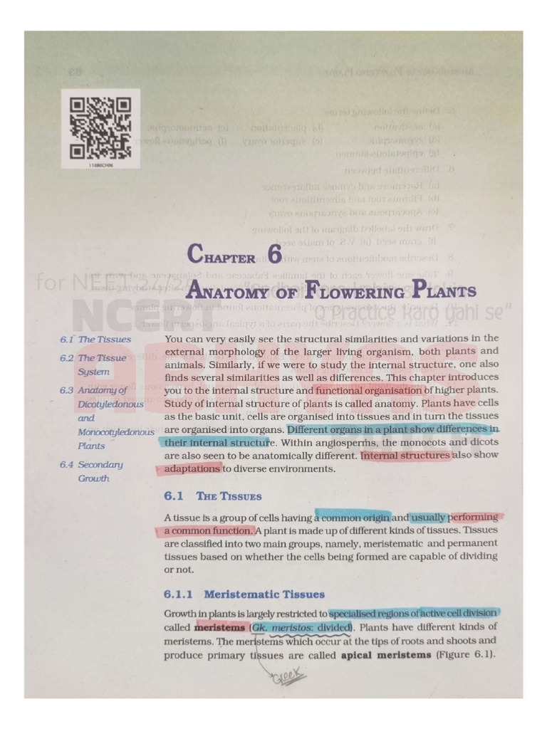 Anatomy of Flowering Plants AR Marked | PDF