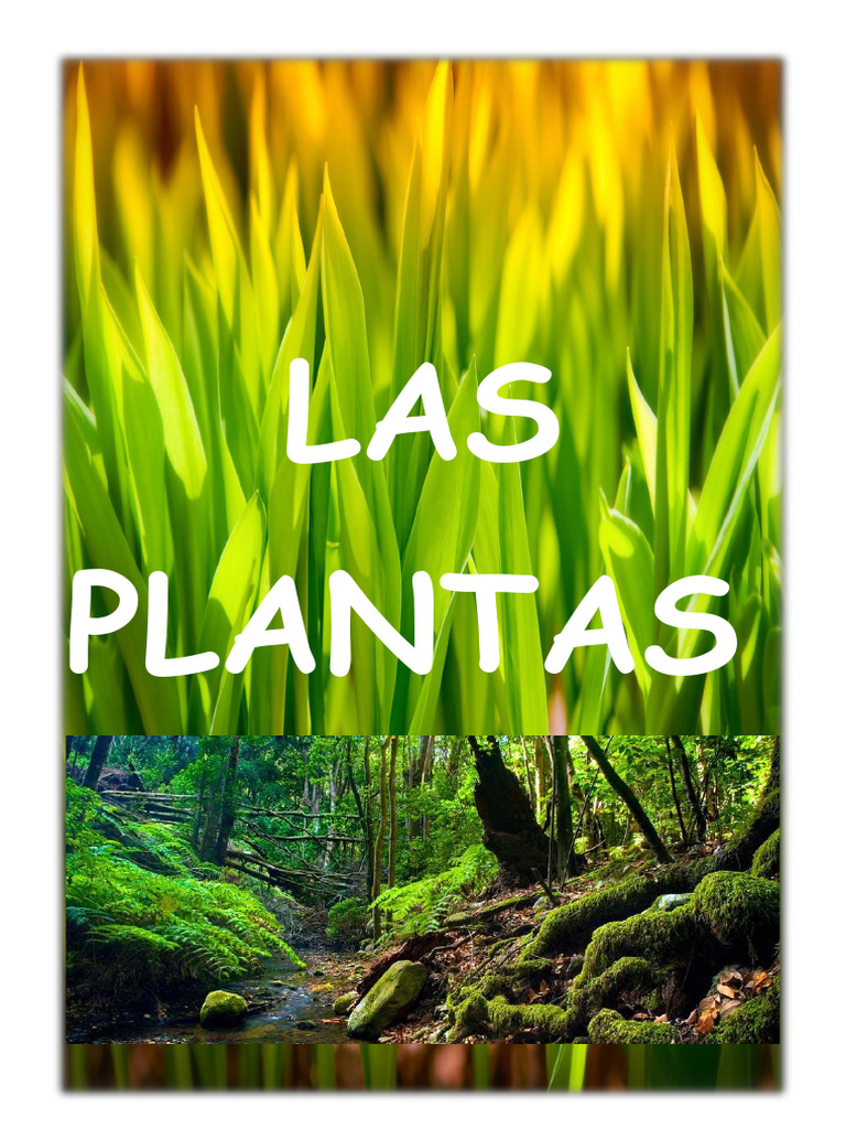 Las Plantas | PDF | Hoja | Plantas