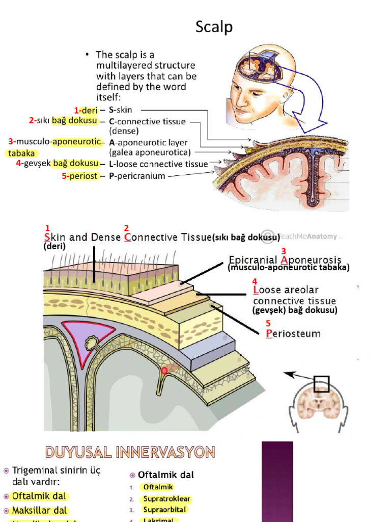 SCALP VE YÜZÜN MİMİK KASLARI | PDF