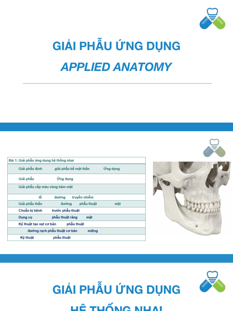 Masticatory System Anatomy | PDF