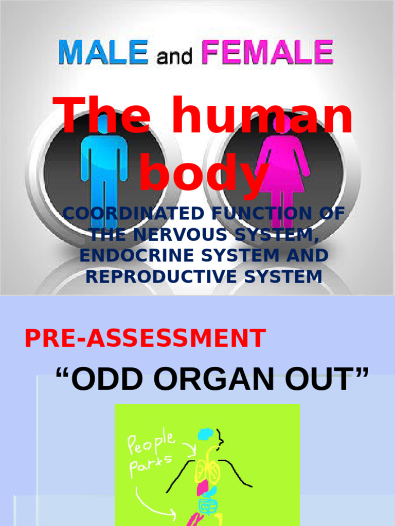 Male Reproductive System Lecture 1 GC | PDF | Testicle | Puberty