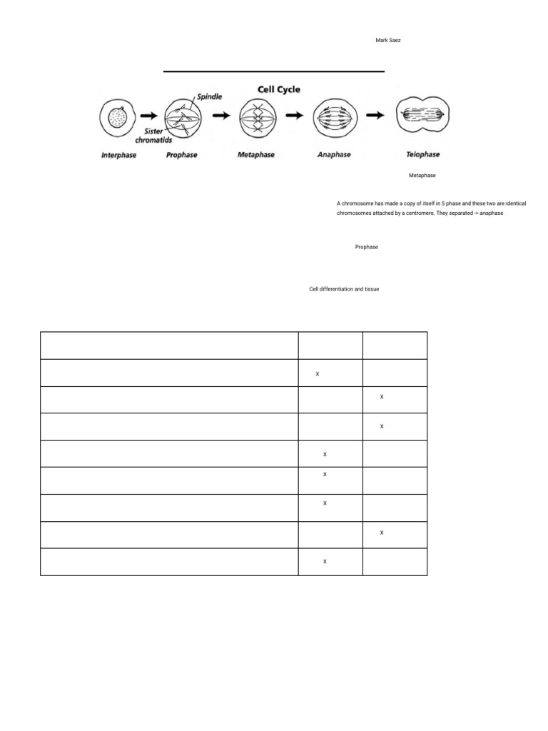 Kami Export - Mark Saez - mitosisworksheet (1) | PDF | Mitosis | Cell Cycle