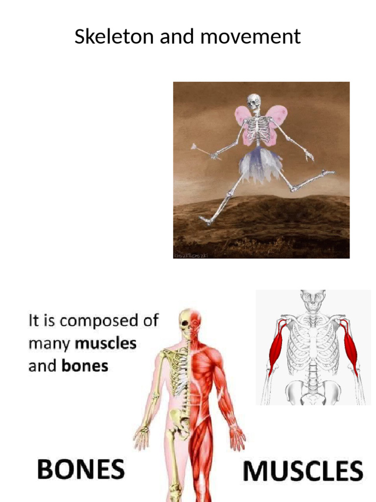 Skeleton and Movement | PDF