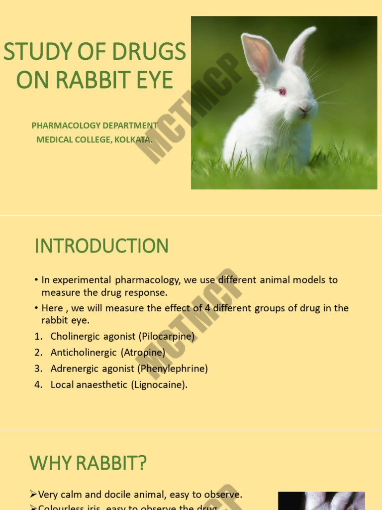 Effects of Drugs on Rabbit Eye | PDF