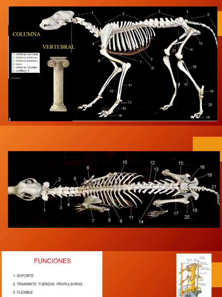 2.2 Columna perro.pptx | PDF