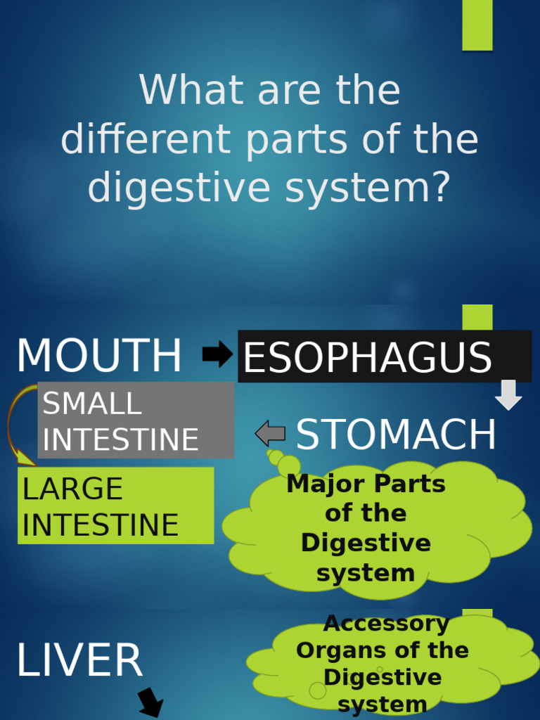 Digestive System Parts Overview | PDF | Human Digestive System ...