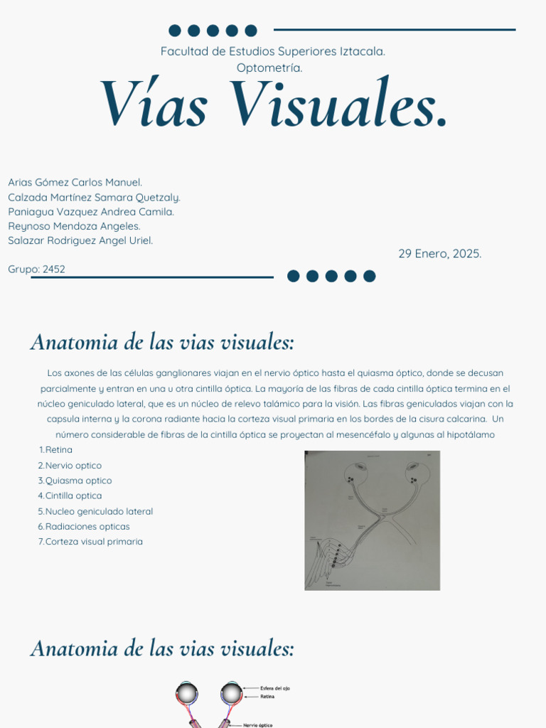 Anatomía y Función de las Vías Visuales | PDF | Percepción visual ...