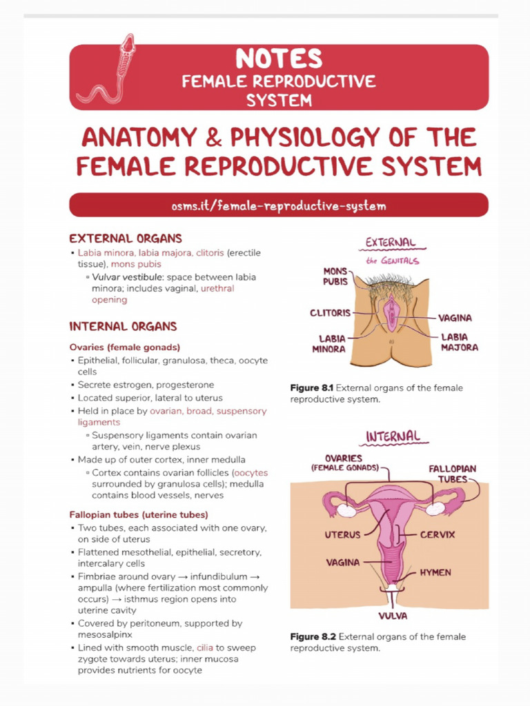 Reproductive System | PDF