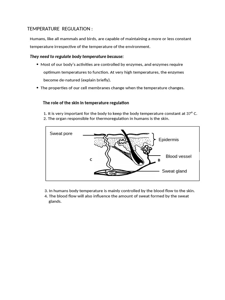 Skin's Role in Human Thermoregulation | PDF | Hypothermia ...