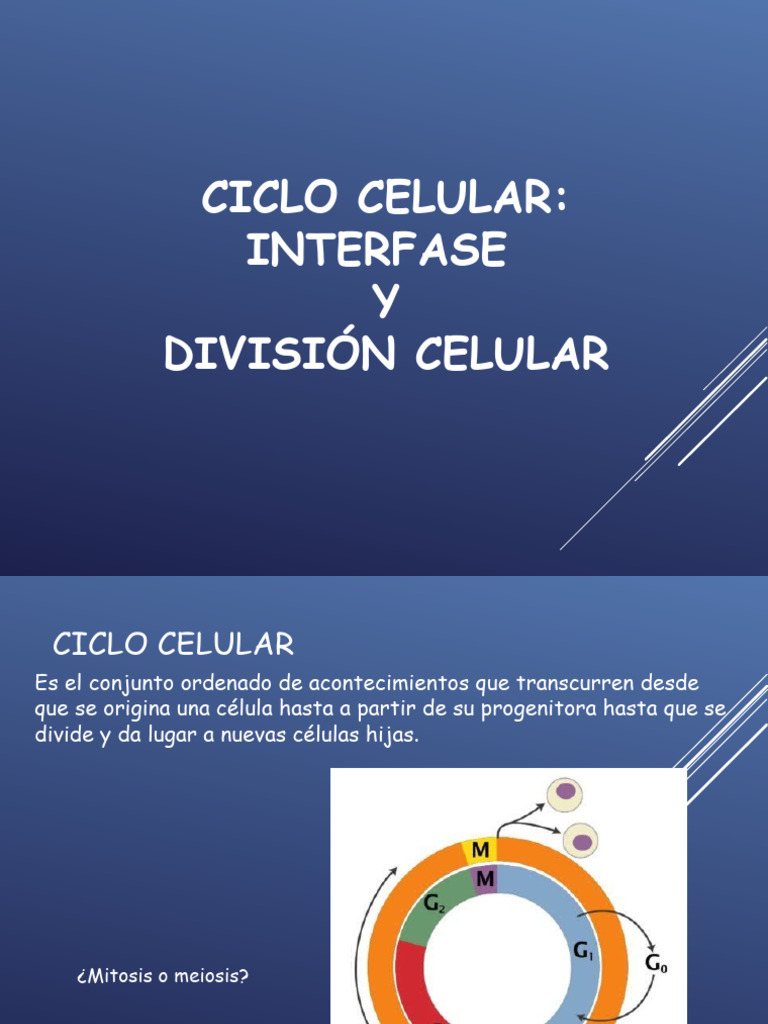 Ciclo Celular: Interfase y División | PDF | Mitosis | Mitosis