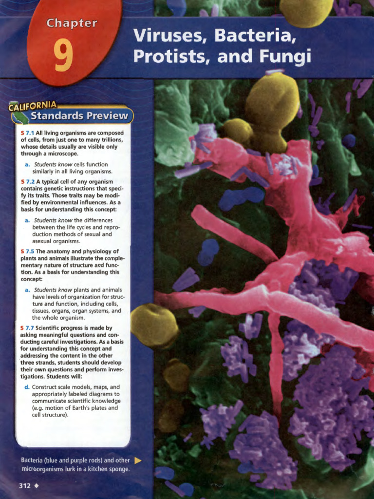 MS SCI LS Unit 3 Chapter 9 Viruses Bacteria Protists and Fungi1 | PDF ...
