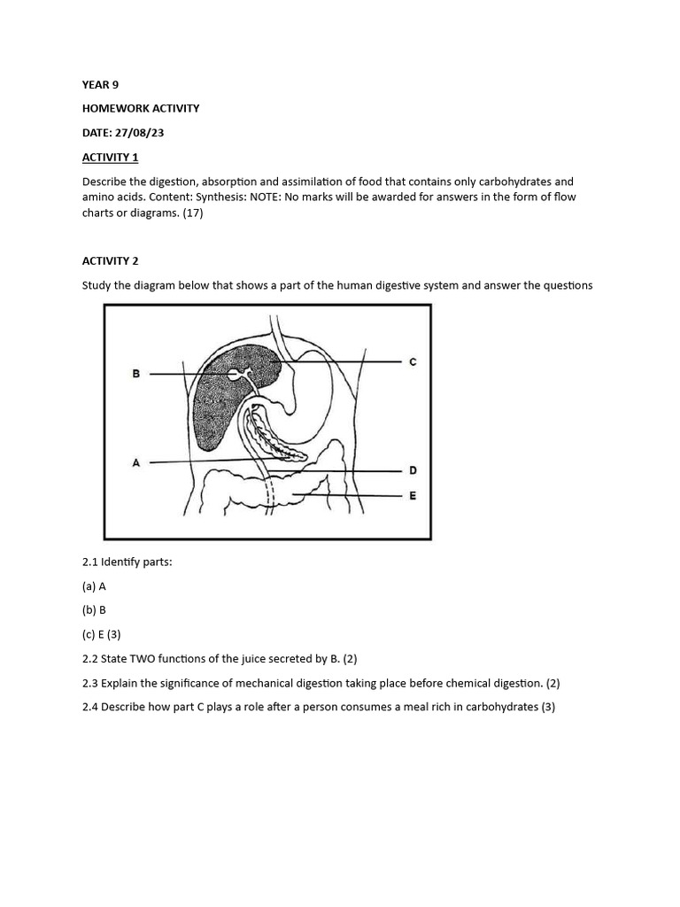 Year 9 Digestion and Absorption Homework | PDF