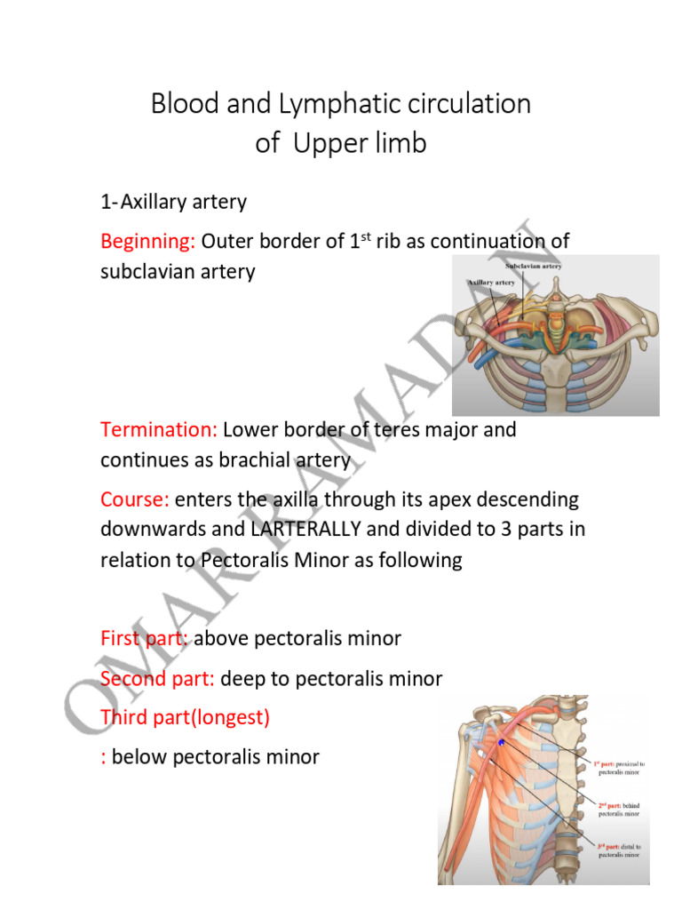 Blood and Lymphatic Circulation | PDF | Hand | Thumb